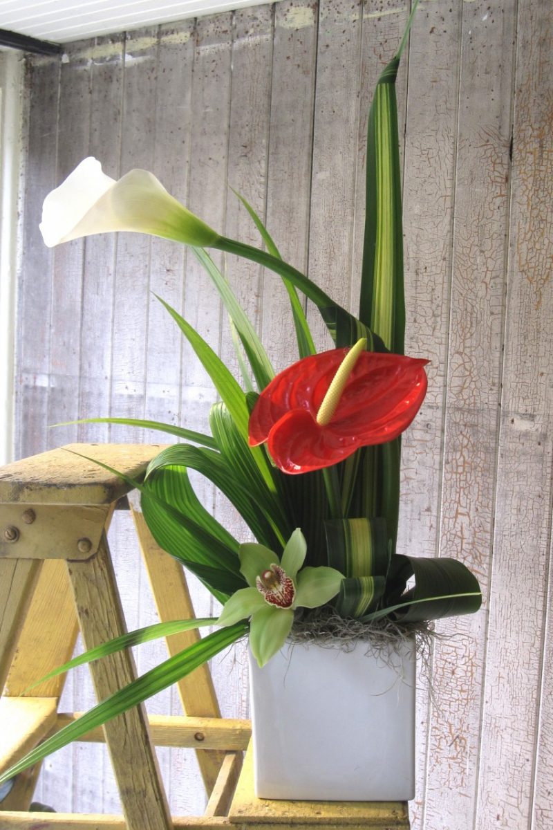 Fleuriste Montréal Abaca Fleuriste Rosemont La Petite-Patrie