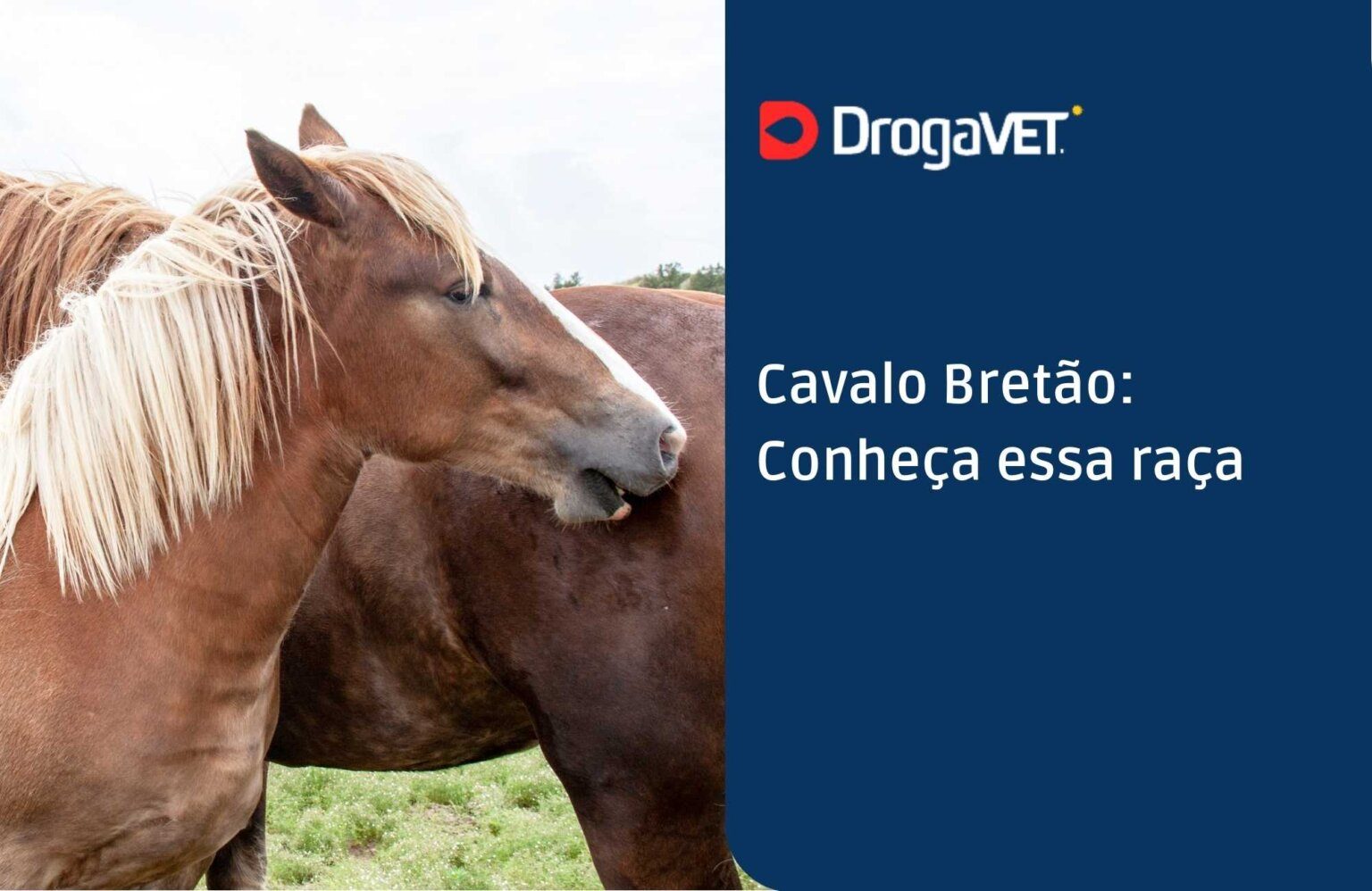 Cavalo Bretão: Conheça essa raça