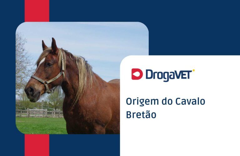 Cavalo Bretão: Conheça essa raça