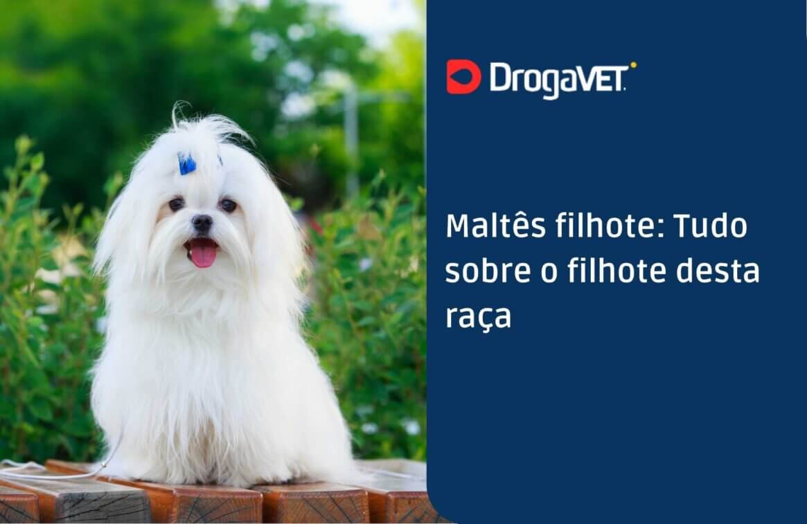 Maltes filhote: Tudo sobre o filhote desta raça
