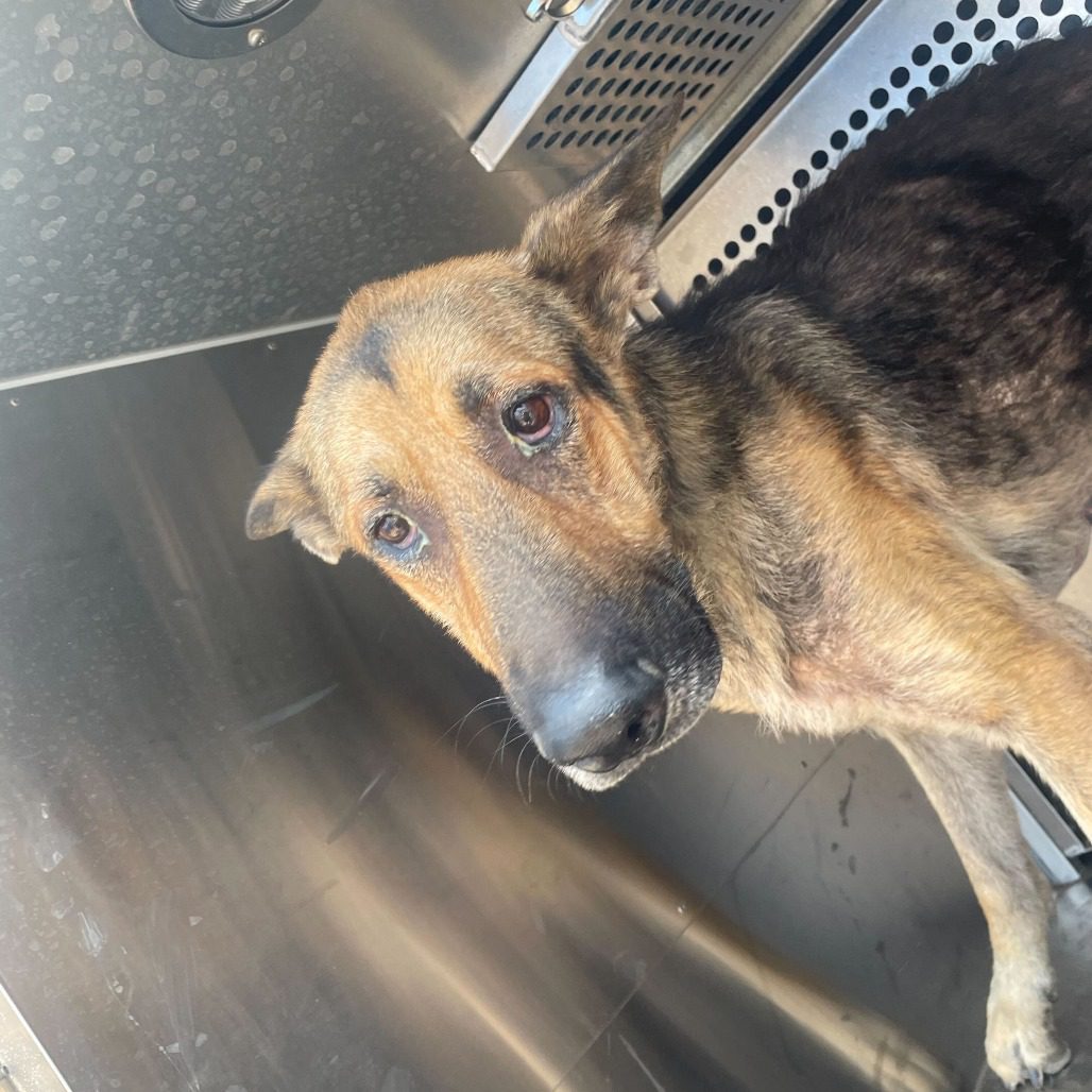Heartbreaking: Butler has to be saddest face in Texas shelter - Pet ...