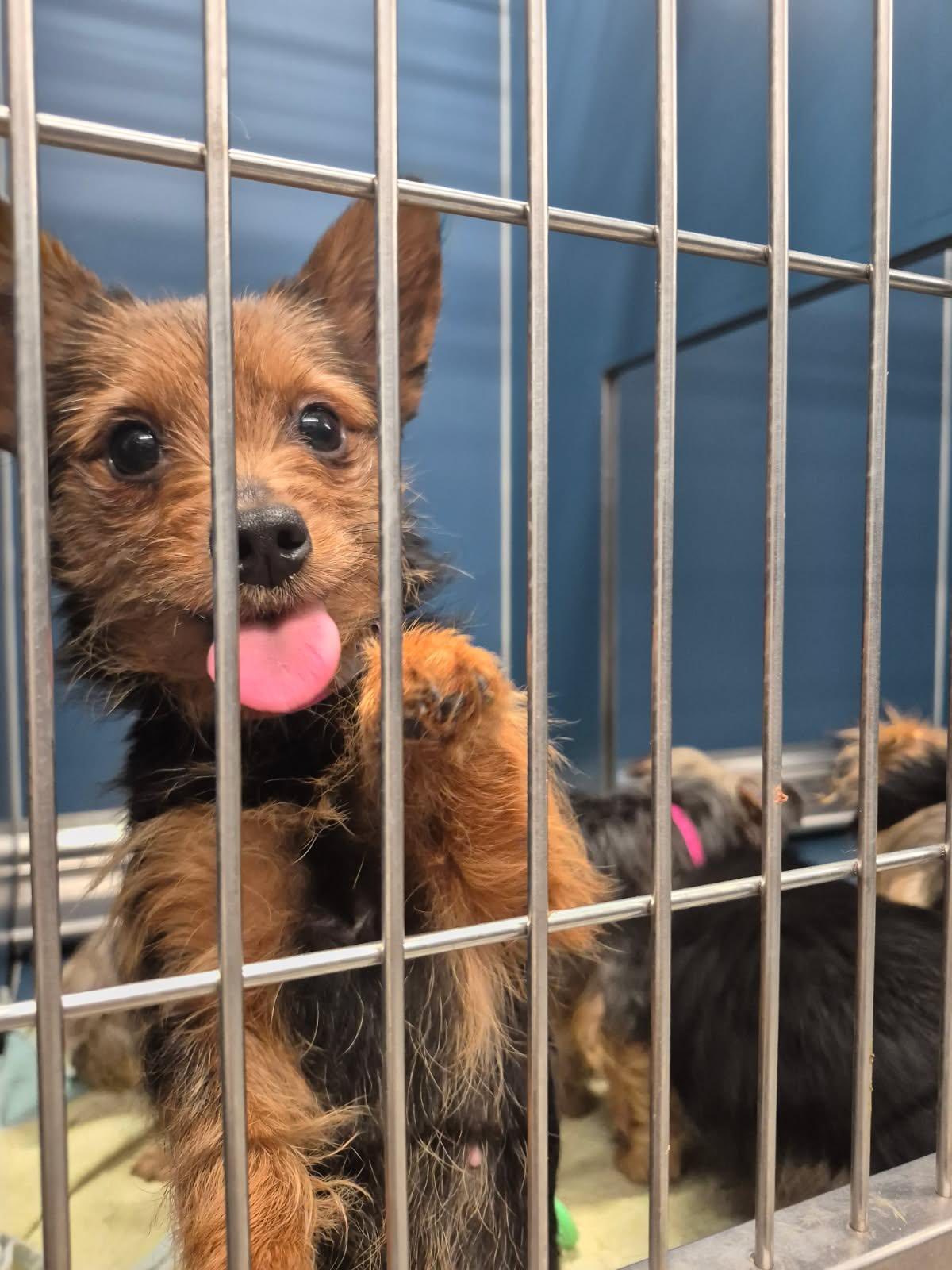 More than 40 dogs removed from 'deplorable' conditions in Detroit ...