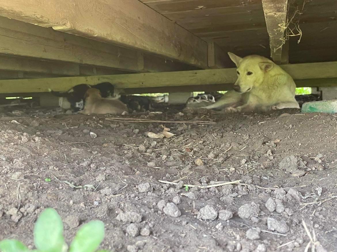 Heartwarming rescue of stray street dog caring for multiple litters of ...