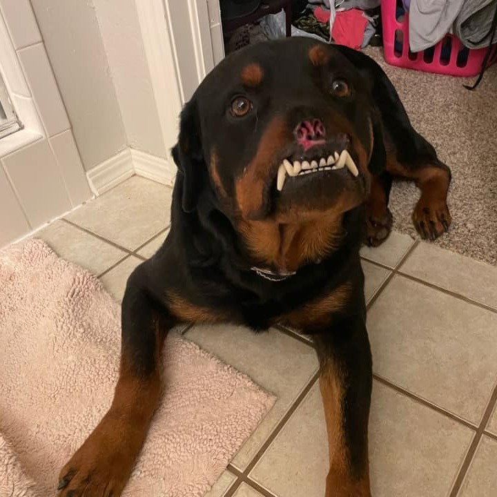 Total love bug: Don't let that nose and teeth scare you about 'Steve ...