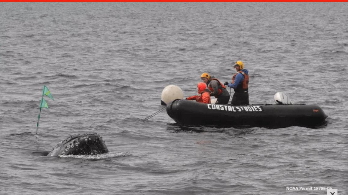 Young humpback whale rescued after becoming entangled in hundreds of ...